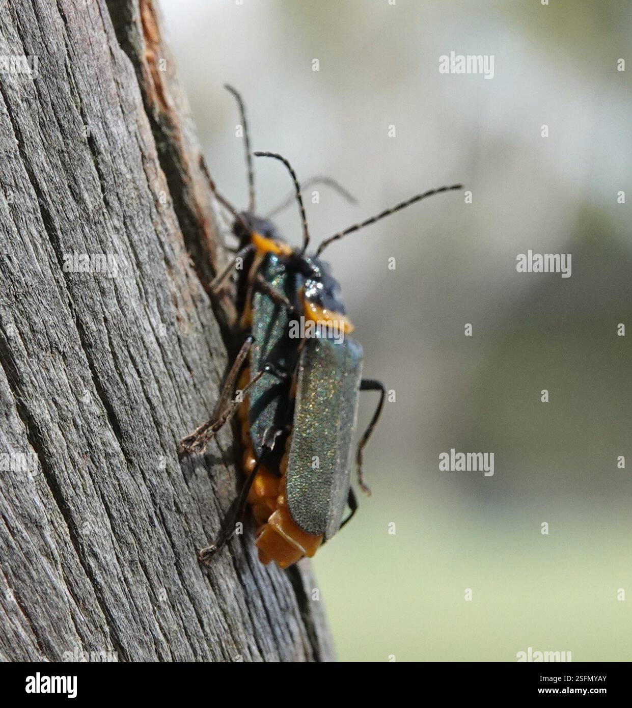Plague Soldier Beetle (Chauliognathus lugubris), Insecta, Heathmont VIC 3135, Australia, Crazy ...