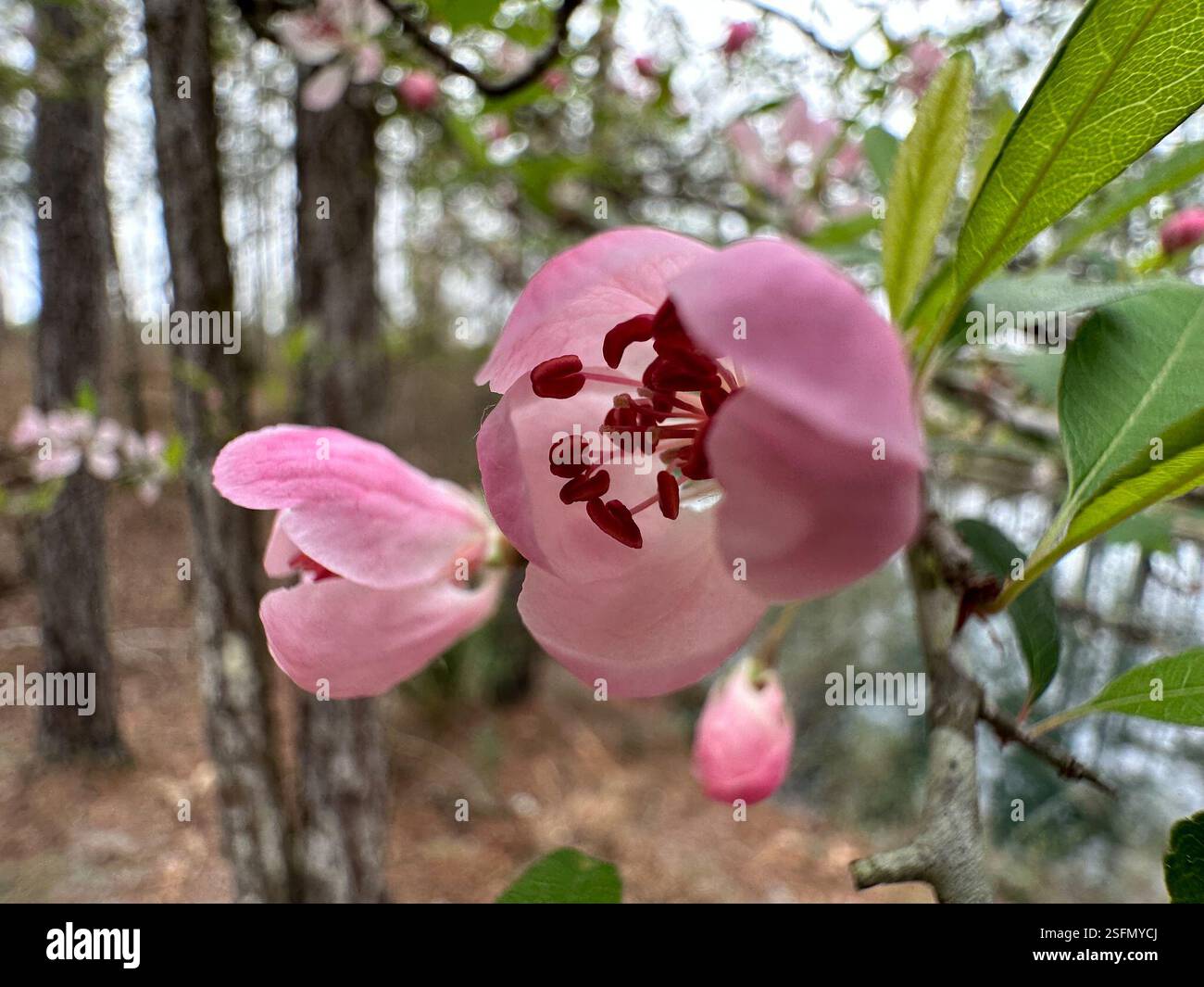 southern crabapple (Malus angustifolia), Plantae, Crawfordville, FL, US ...