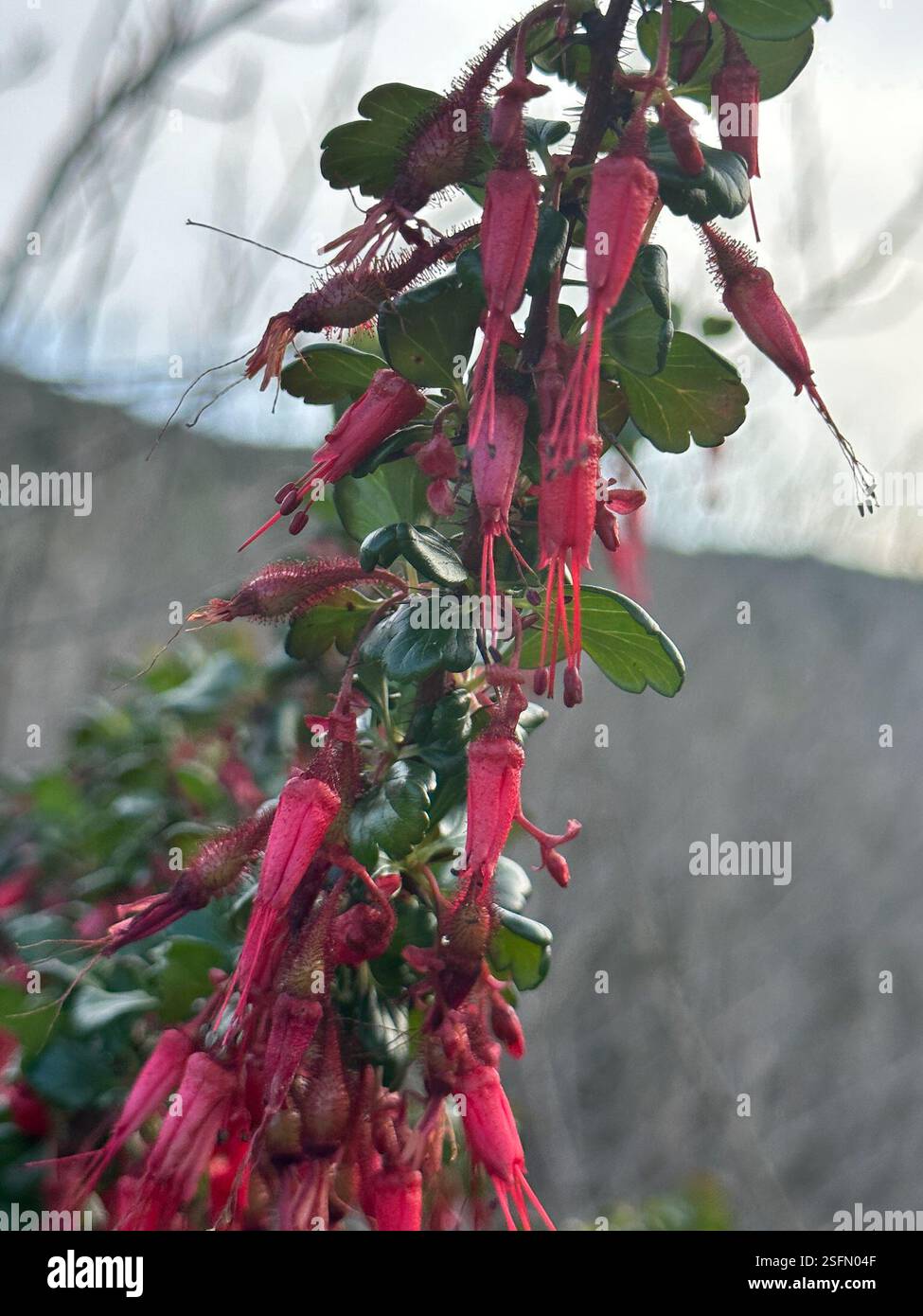 Fuchsiaflower Gooseberry (Ribes speciosum), Plantae, Crystal Cove State ...