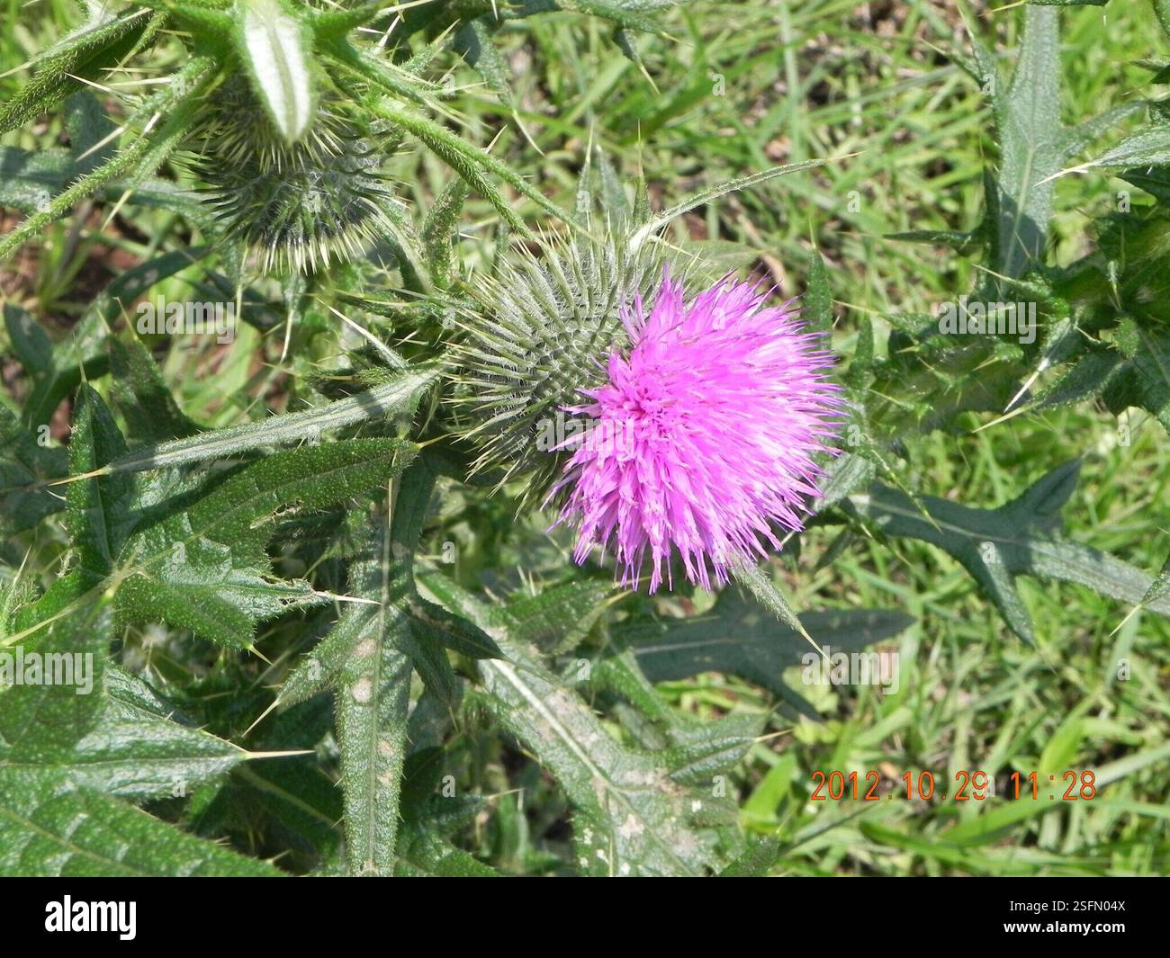 Bull Thistle (Cirsium vulgare), Plantae, uMgungundlovu District ...