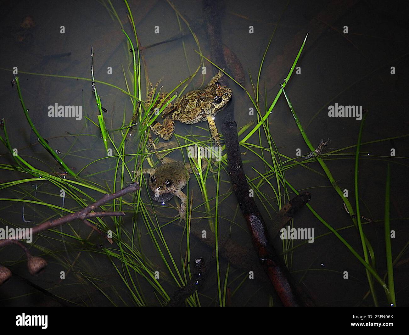 Common Eastern Froglet (Crinia signifera), Amphibia, Hobart TAS ...