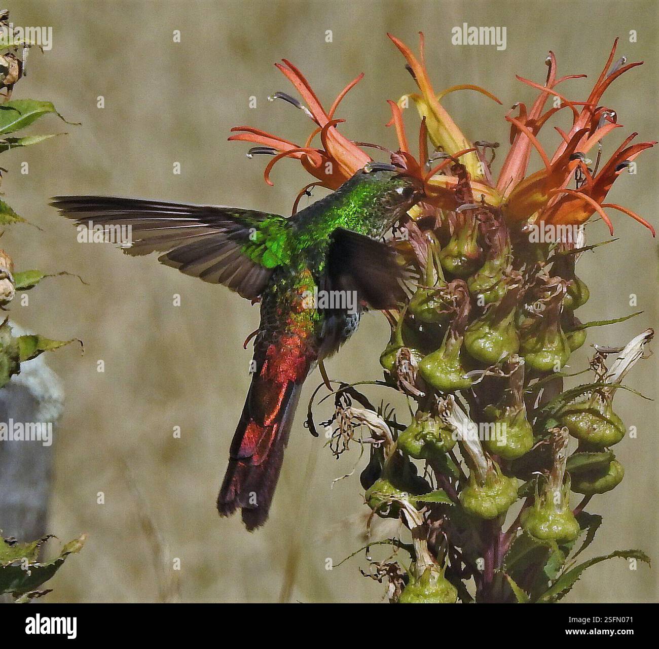 Red-tailed Comet (Sappho sparganurus), Aves, Tafí del Valle, Tucumán ...