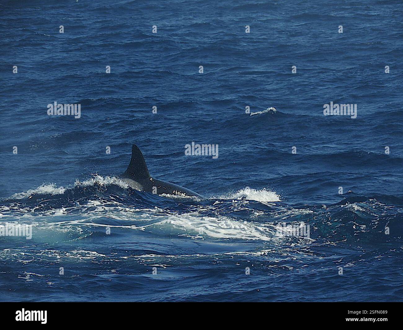 Orca (Orcinus orca), Mammalia, Bremer Bay WA 6338, Australia Stock ...