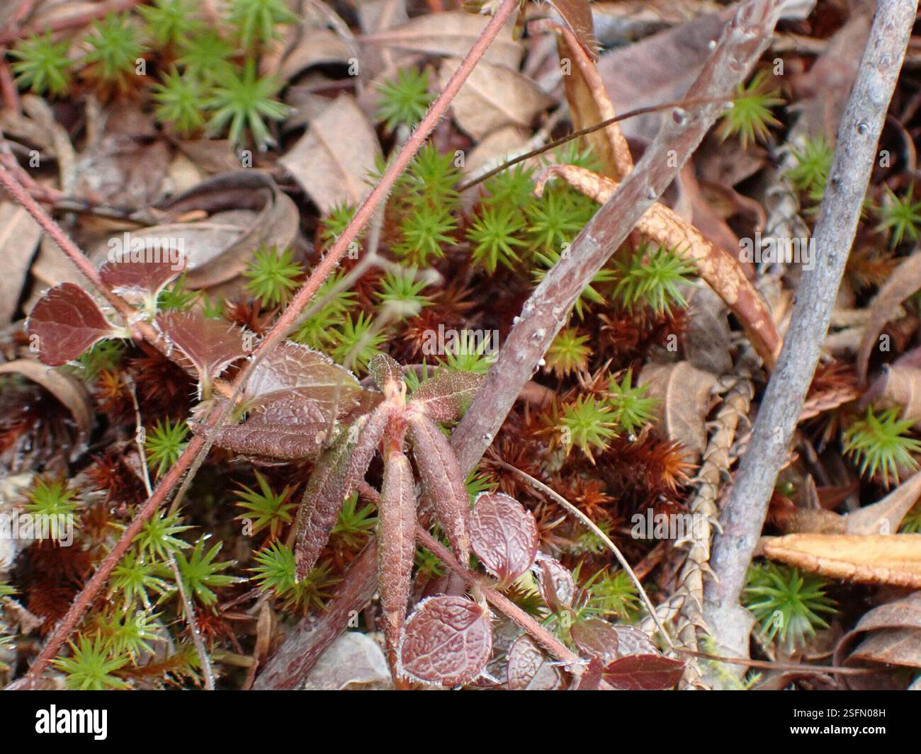 Bog Haircap Moss (Polytrichum strictum), Plantae, Pacific Rim National ...