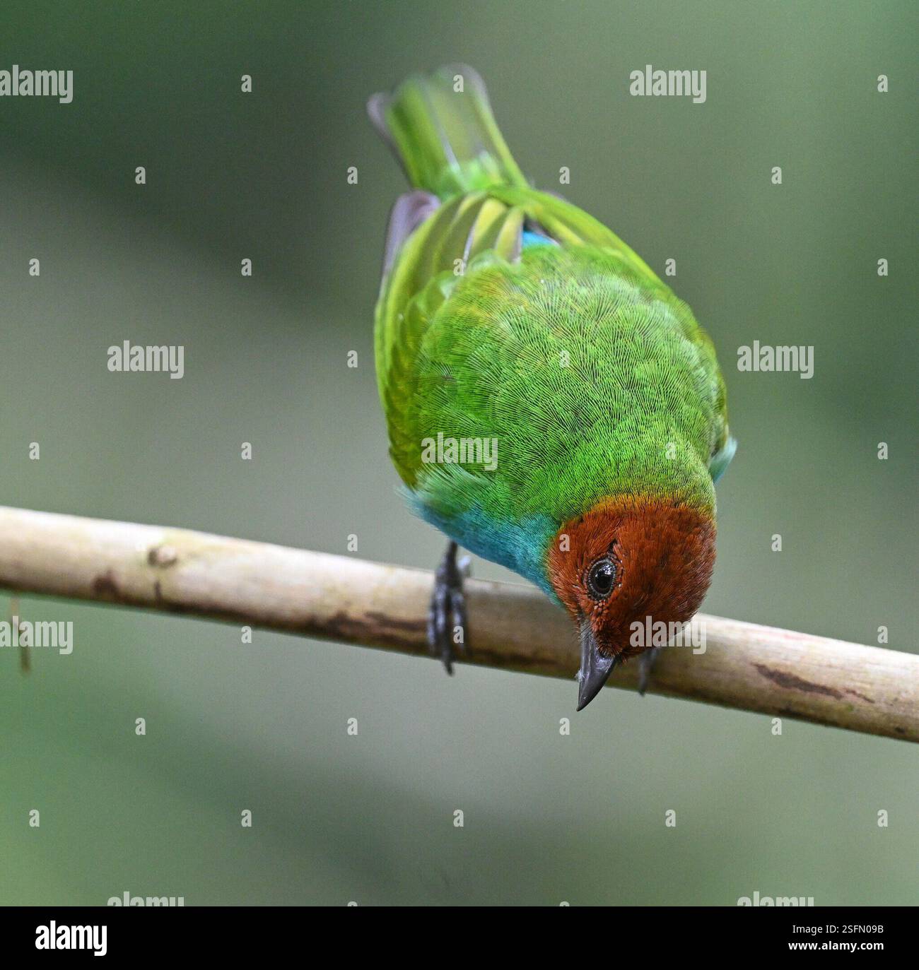 Bay-headed Tanager (Tangara gyrola), Aves, Mirador Guaycapi, Quito ...