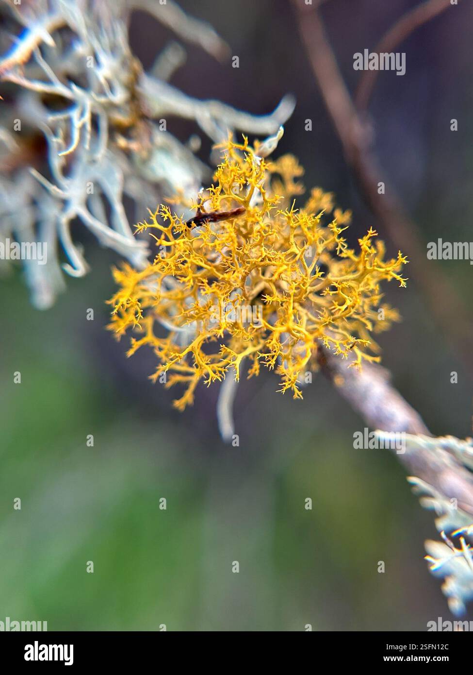 Golden Hair-lichen (Teloschistes flavicans), Fungi, Los Padres National ...