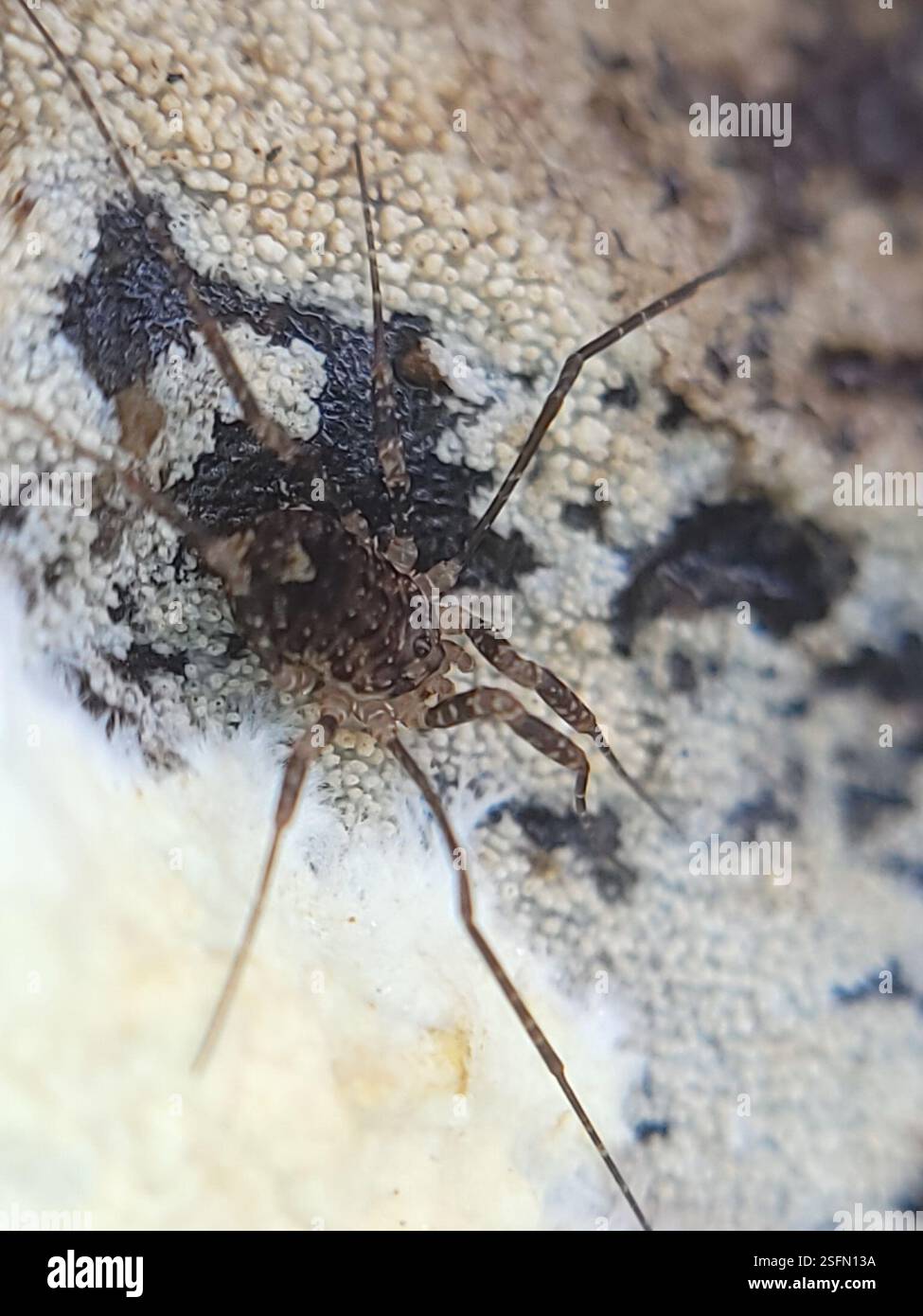 Harvestmen (Opiliones), Arachnida, Palomar Park, CA 94062, USA Stock ...