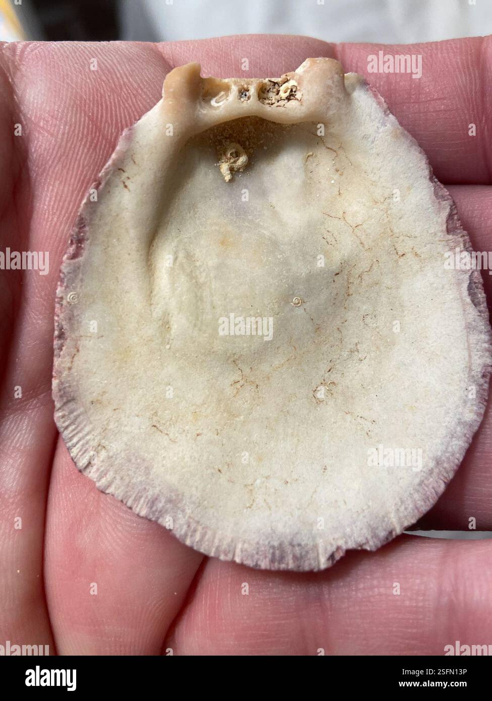 European Thorny Oyster (Spondylus gaederopus), Mollusca, Puerto de ...