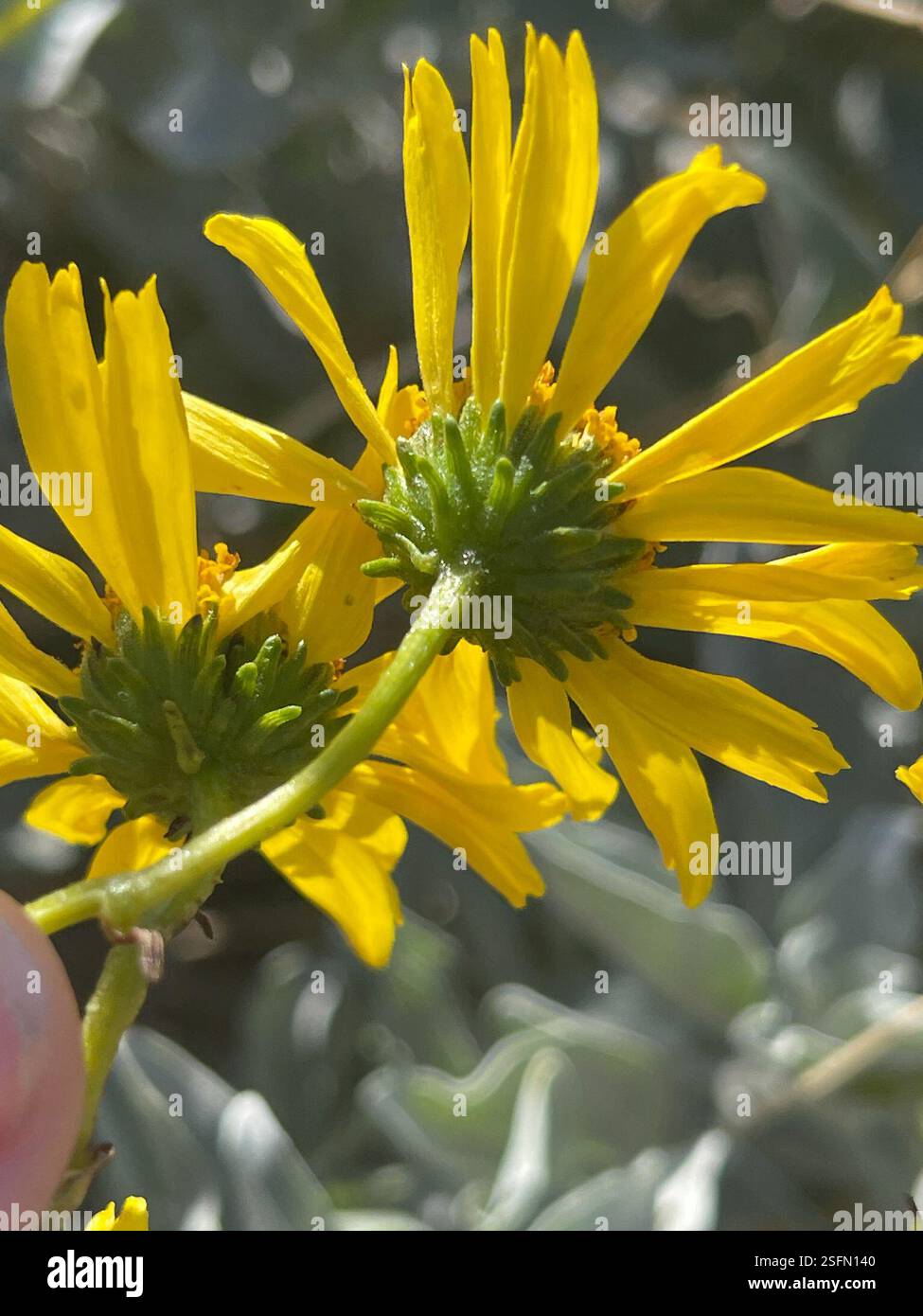 (Encelia farinosa farinosa), Plantae, Tilting T Dr, Borrego Springs, CA ...
