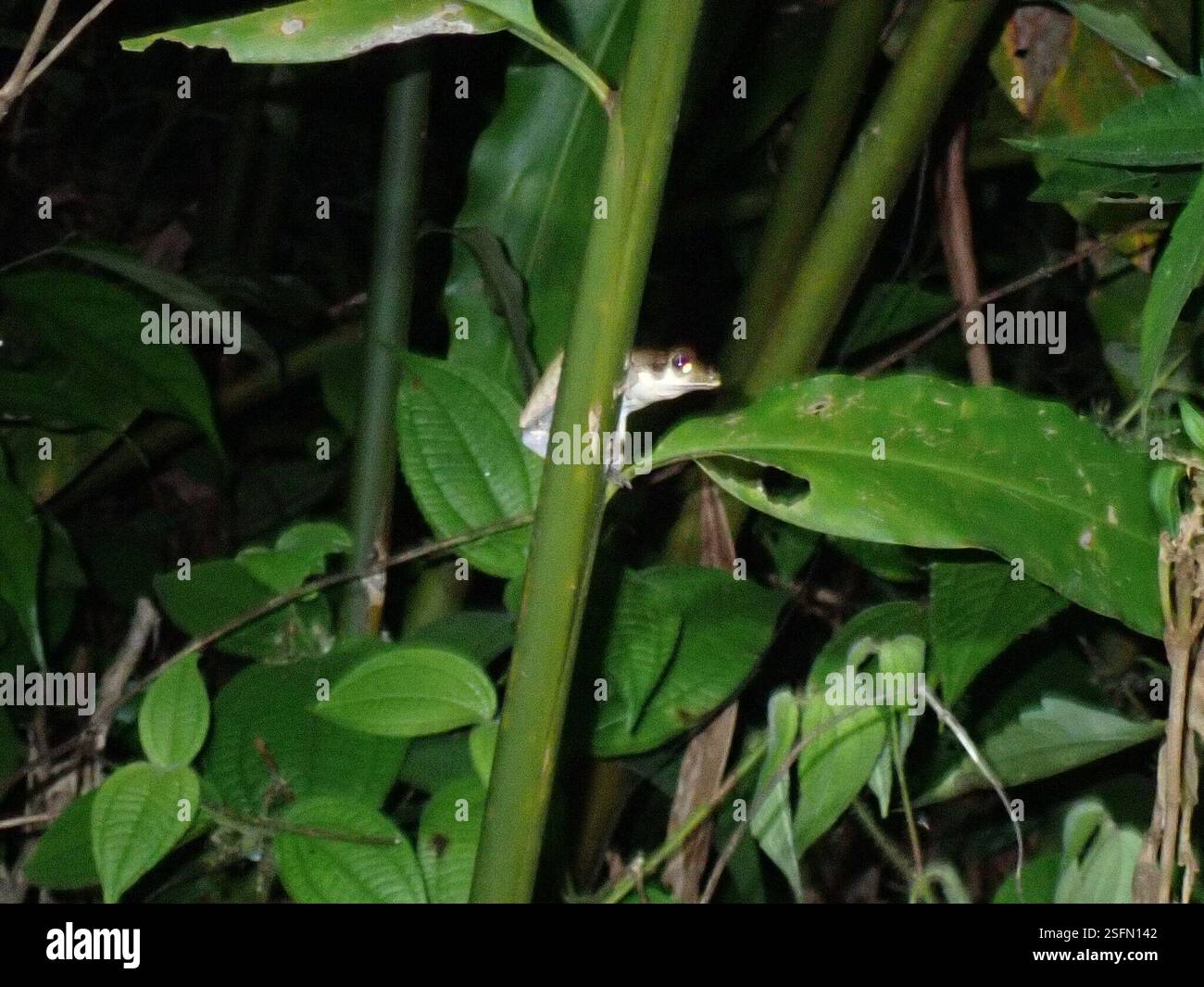 Nicobarese Frog (Indosylvirana nicobariensis), Amphibia, Lahad Datu ...