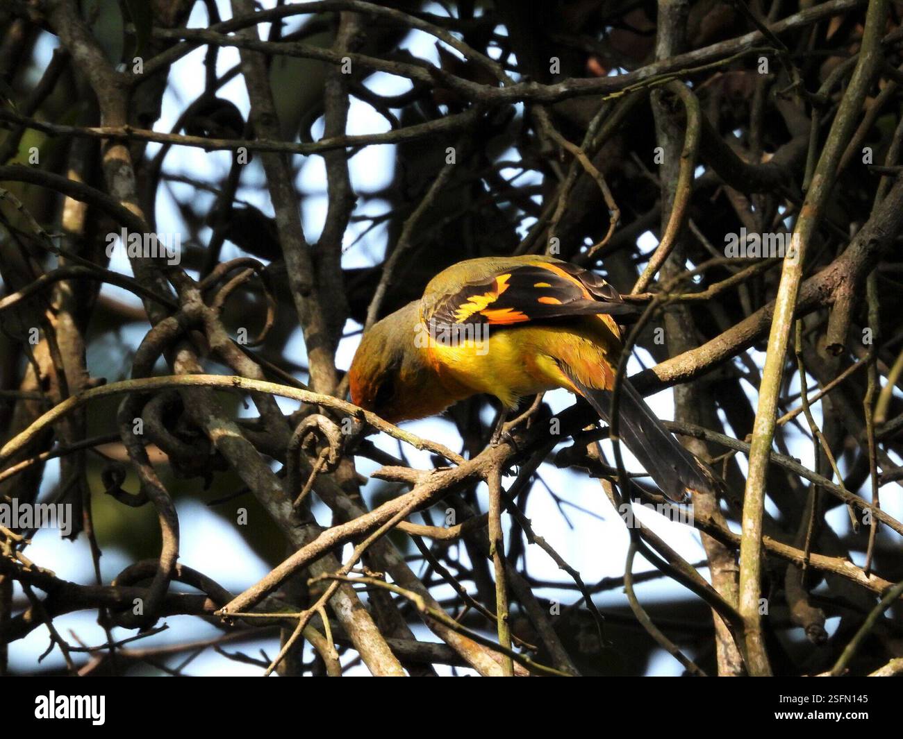 Scarlet Minivet (Pericrocotus speciosus), Aves, Lung Fu Shan, Hong Kong ...