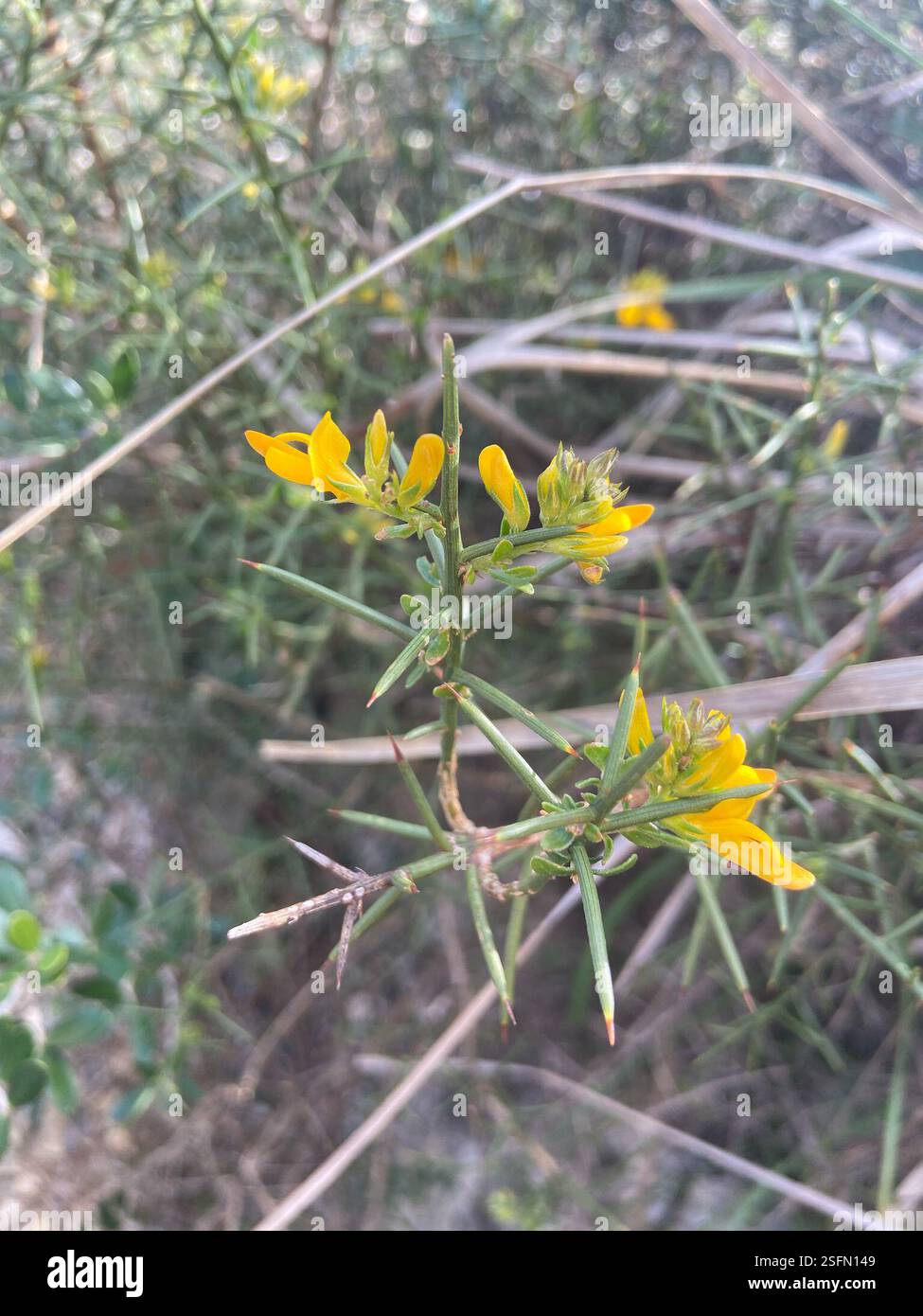 (Genista tricuspidata lucida), Plantae, Parc Natural de la Península De ...