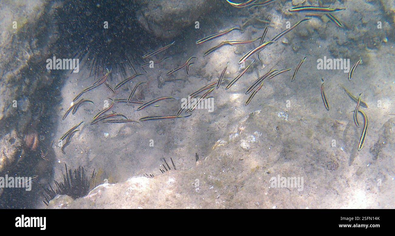 Eastern Hulafish (Trachinops taeniatus), Actinopterygii, Sydney NSW ...