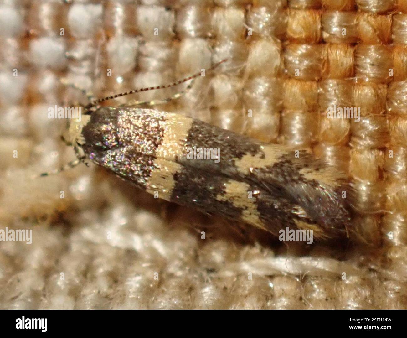 Curved-horn Moths (Gelechioidea), Insecta, Santo Antão, Cape Verde, CV ...