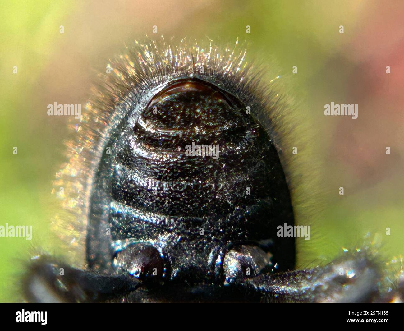 Woolly Darkling Beetle (Eleodes osculans), Insecta, San Luis Obispo, CA ...