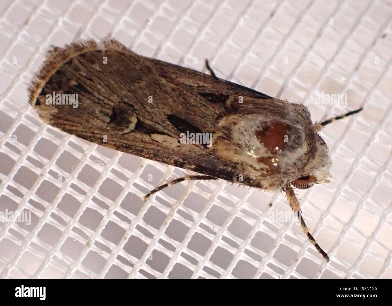 Gregson's Dart (Agrotis spinifera), Insecta, Santo Antão, Cape Verde ...