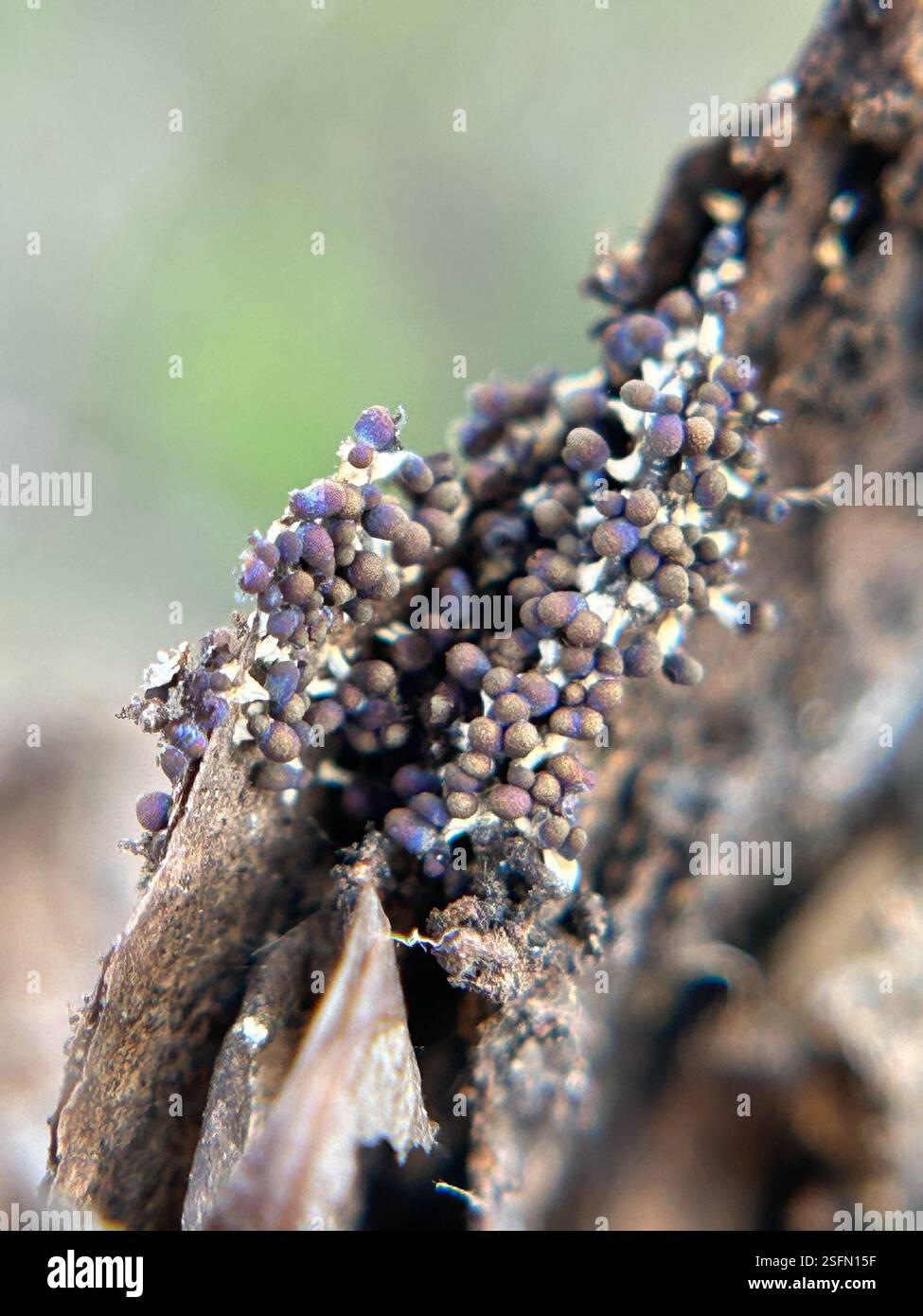 White-footed Slime (Diachea leucopodia), Protozoa, Montaña de Oro State ...