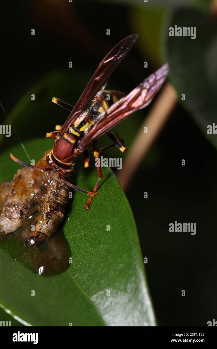 Variegated Paper Wasp (Polistes versicolor), Insecta, Araçariguama, SP ...