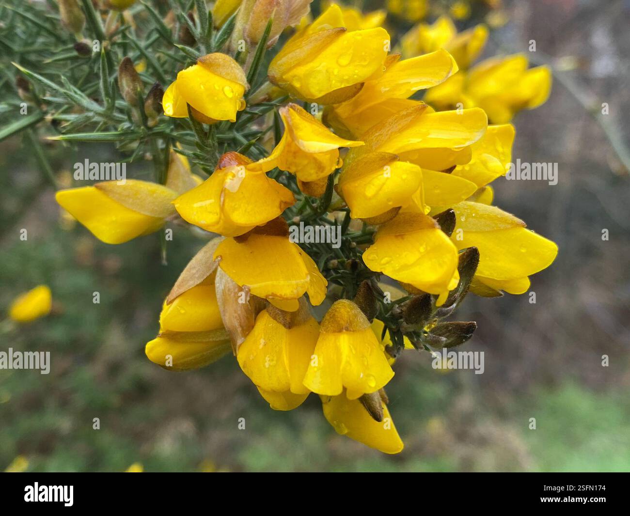 gorse (Ulex europaeus), Plantae, Greenwich Peninsula Ecology Park ...
