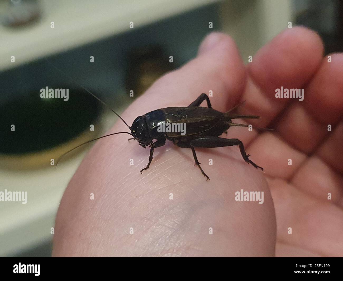 Australian Black Field Cricket (Teleogryllus commodus), Insecta ...