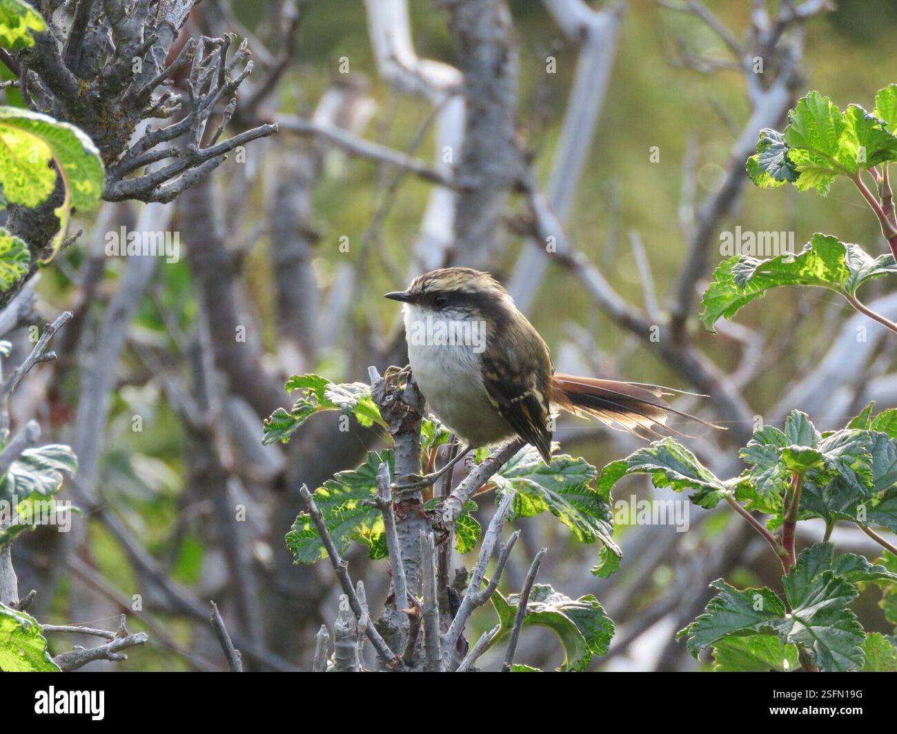 Thorn-tailed Rayadito (Aphrastura spinicauda), Aves, Ushuaia, Tierra ...
