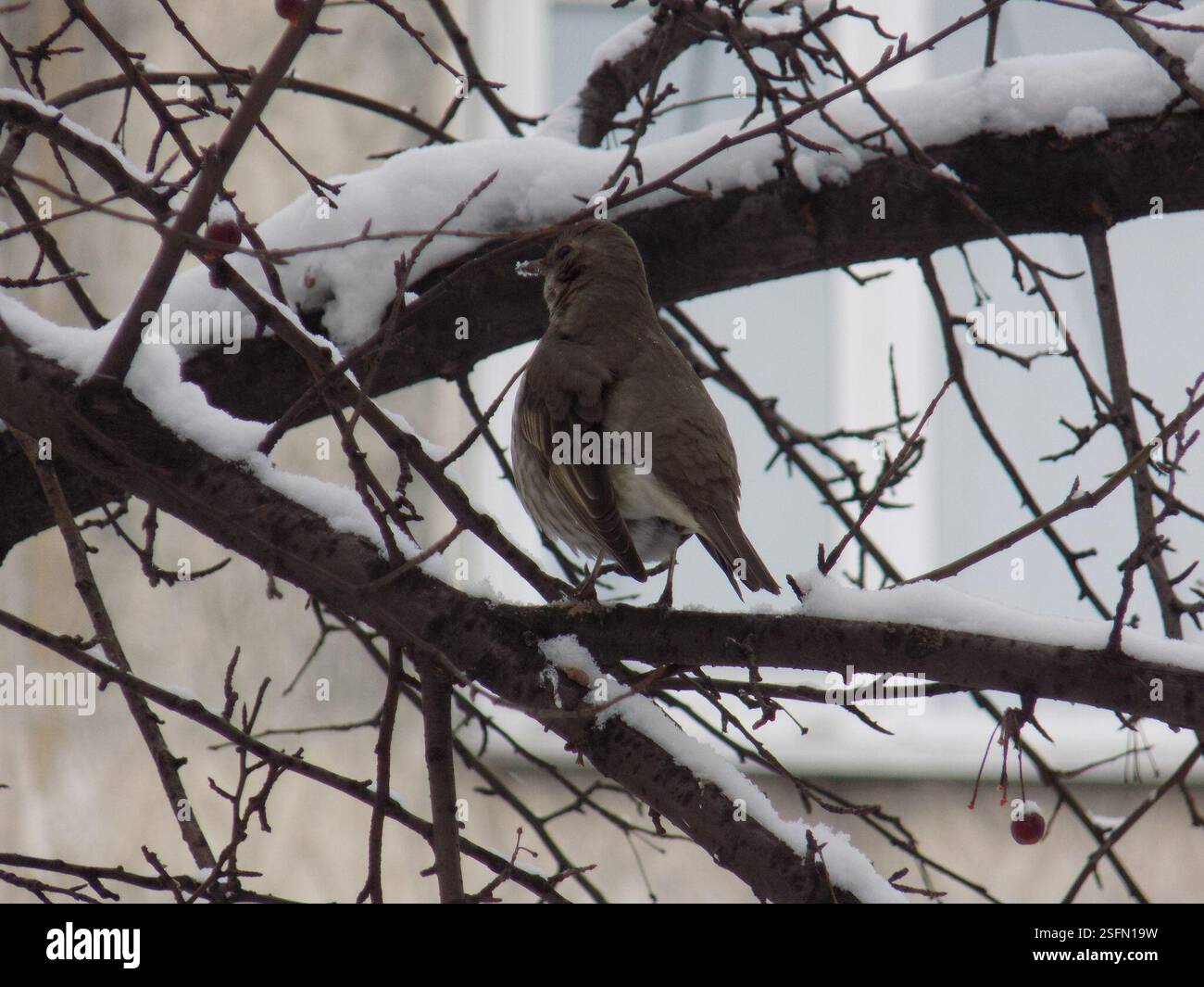 Black-throated Thrush (Turdus atrogularis), Aves, Междуреченск ...