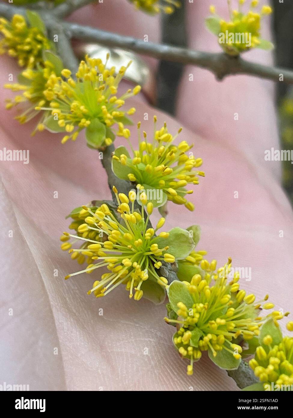 eastern swamp privet (Forestiera acuminata), Plantae, Pintail Ln ...