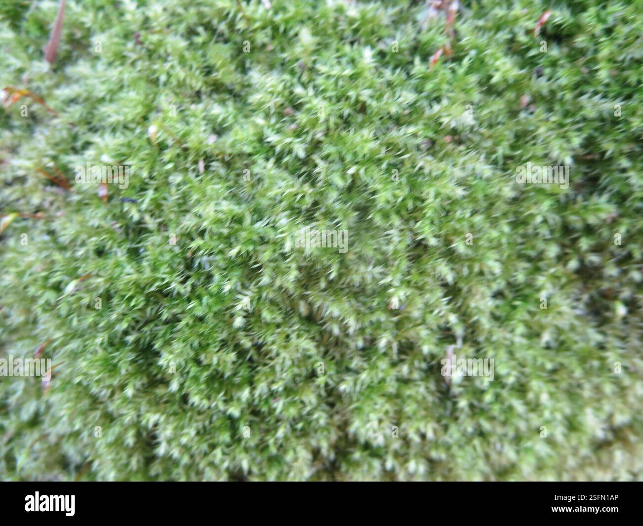 mosses (Bryophyta), Plantae, Windsor Forest, Savannah, GA, USA Stock ...