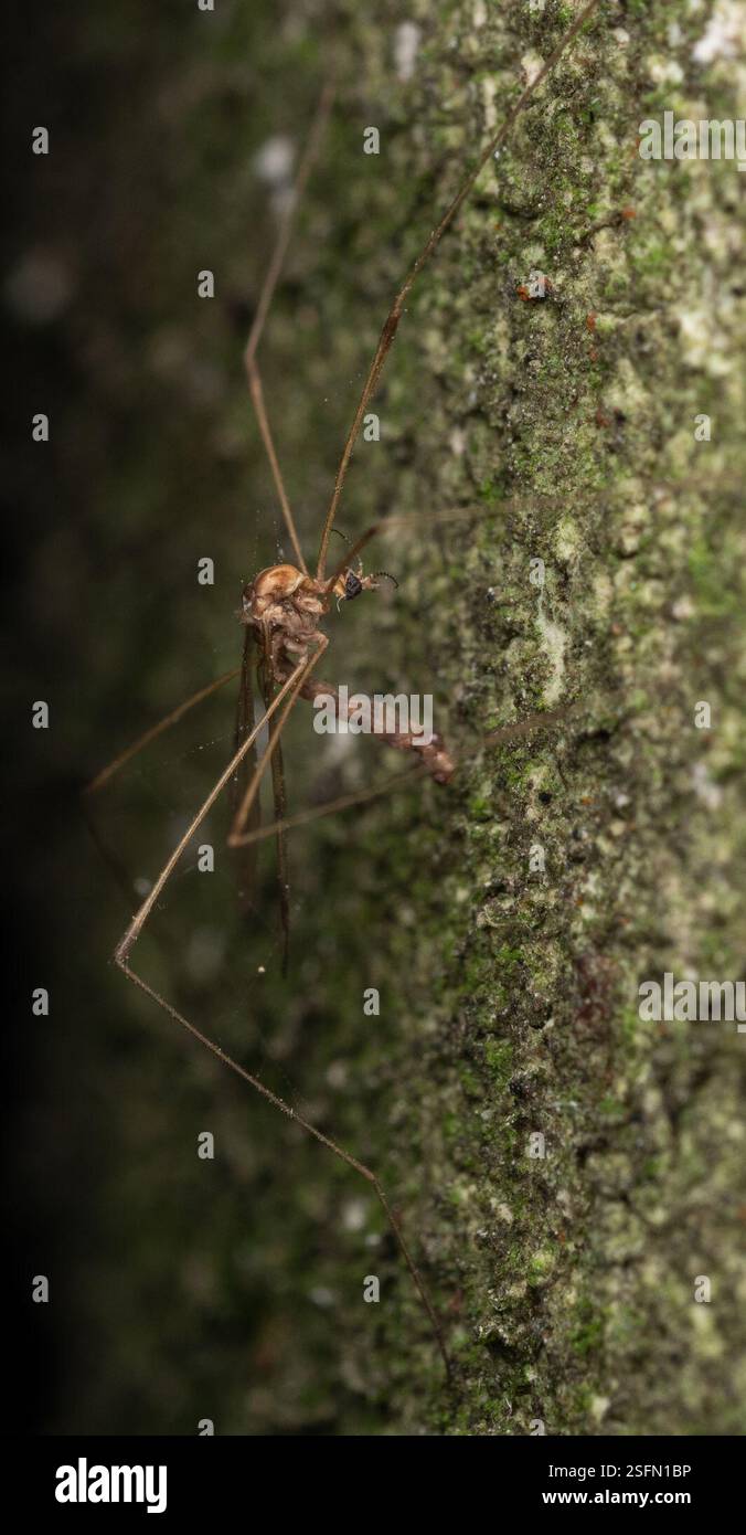 Limoniid Crane Flies (Limoniidae), Insecta, Ataahua, New Zealand Stock ...