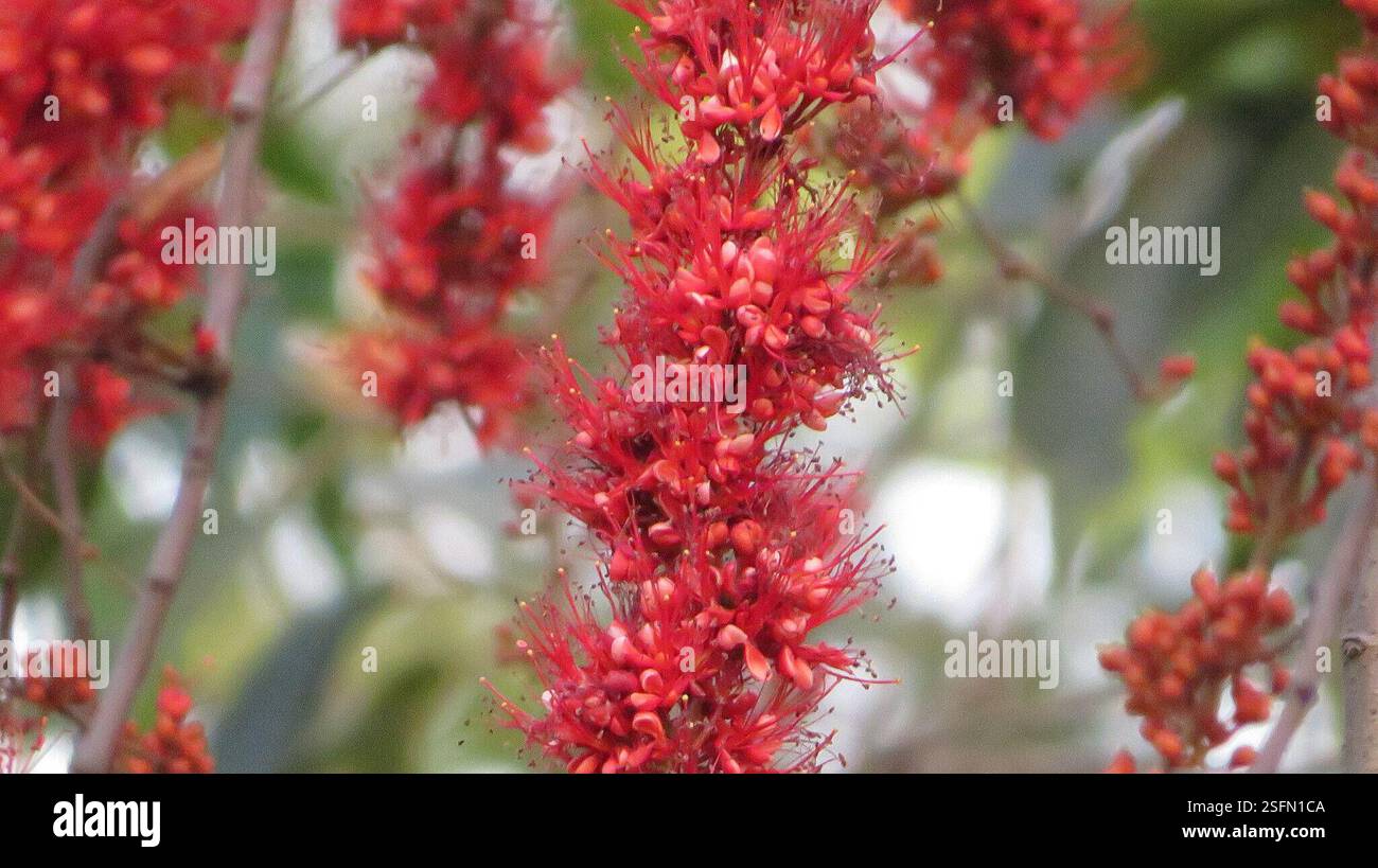 fever tree (Vachellia xanthophloea), Plantae, Бангкок, Таиланд Stock ...