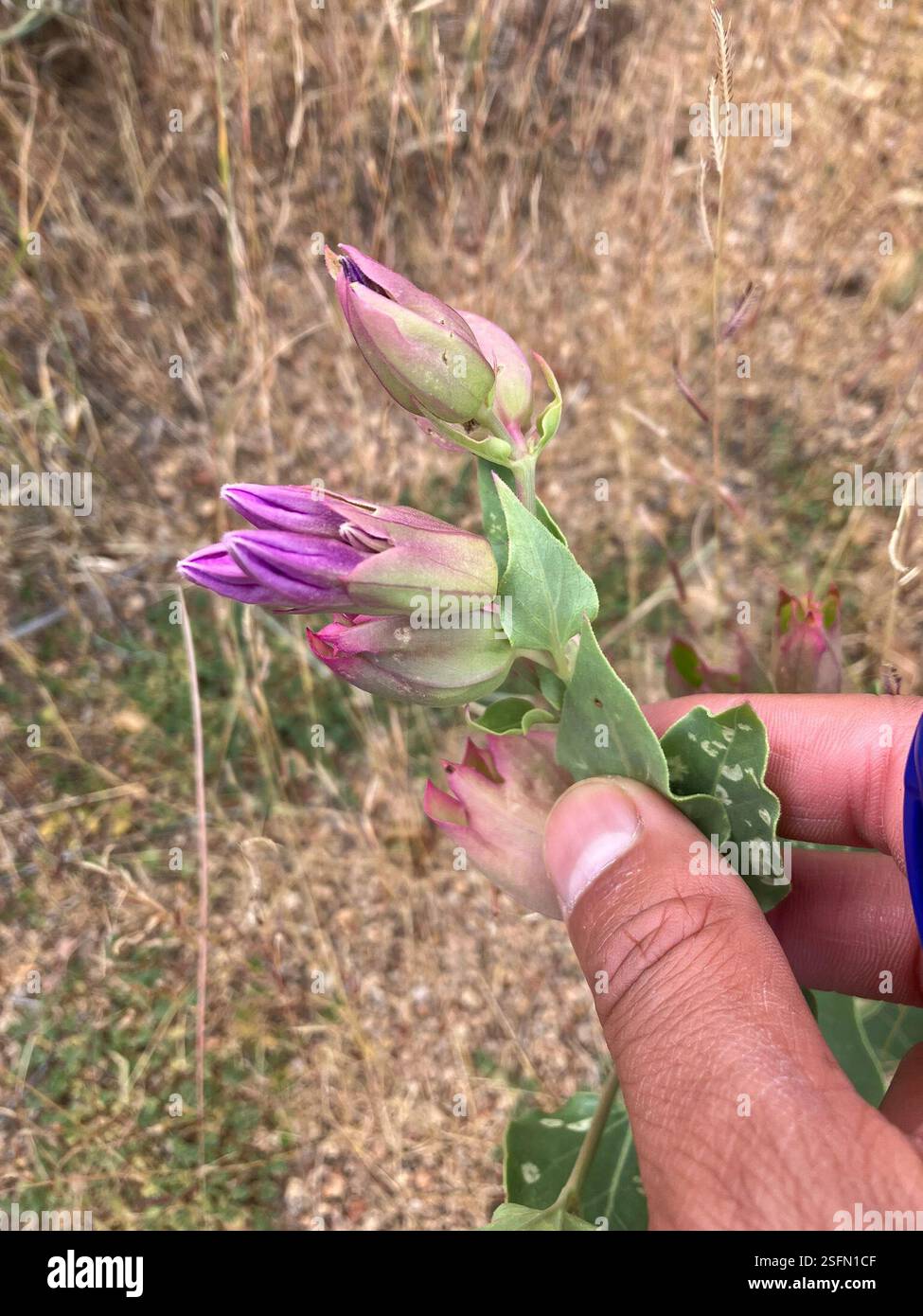 Colorado Four o'Clock (Mirabilis multiflora), Plantae, Mojave National Preserve, San Bernardino ...