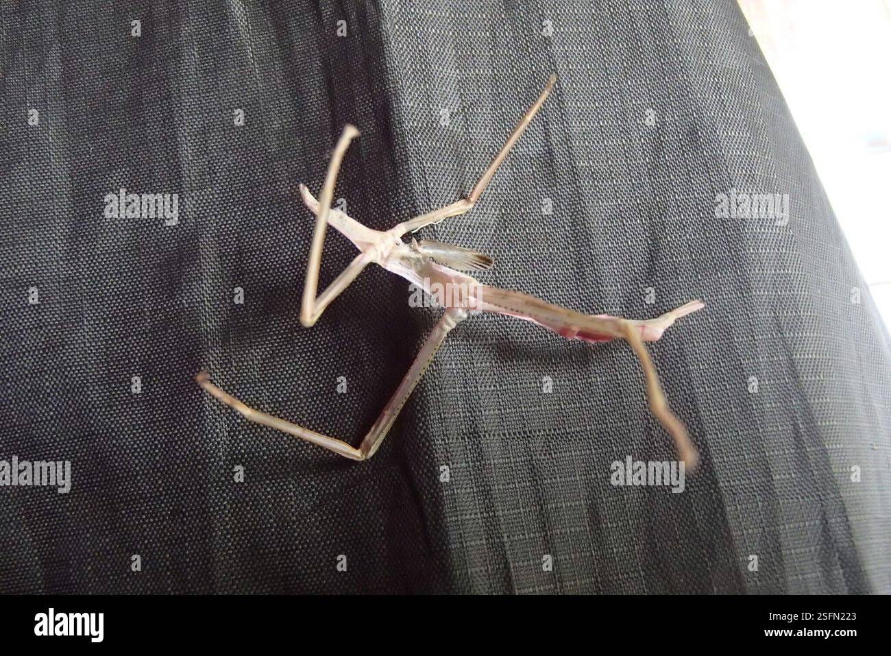 Spur Legged Phasmid (Didymuria violescens), Insecta, 62 Railway Parade ...