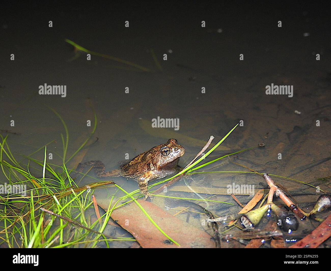 Common Eastern Froglet (Crinia signifera), Amphibia, Hobart TAS ...