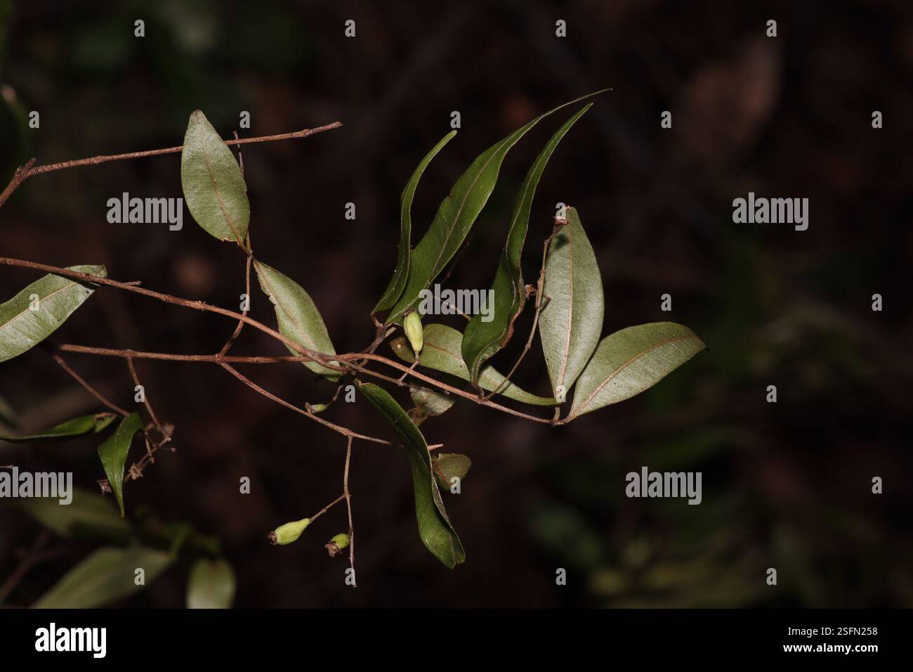 myrtle family (Myrtaceae), Plantae, Araçariguama, SP, 18147-000, Brasil ...