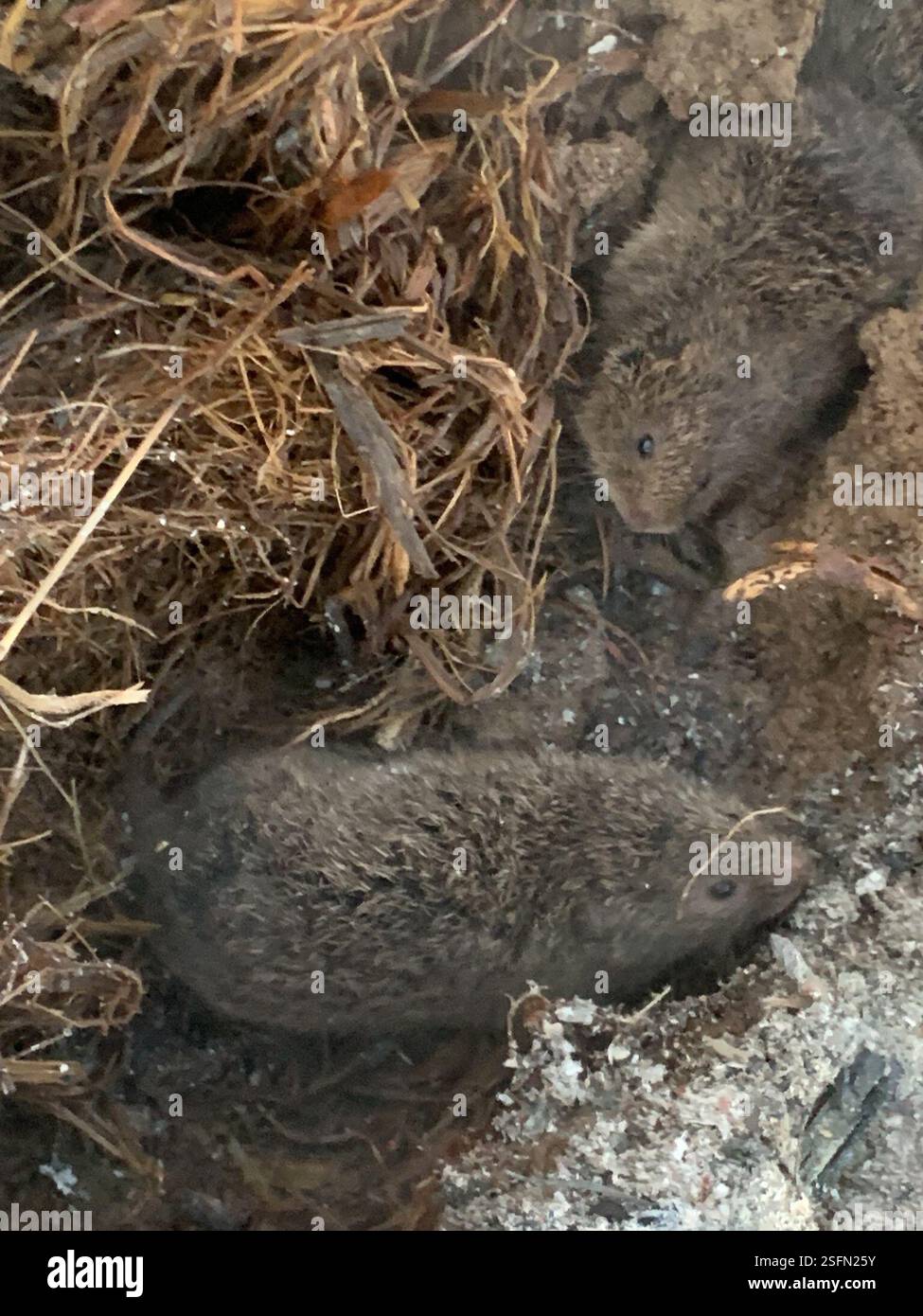 Meadow Voles (Microtus), Mammalia, Indian Meadows Ln, Edwardsville, IL ...