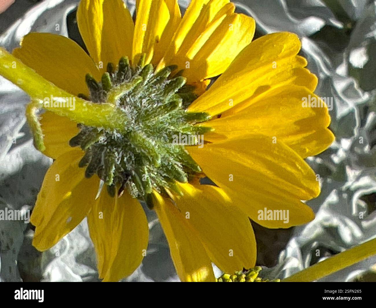 (Encelia farinosa farinosa), Plantae, Anza-Borrego Desert State Park ...