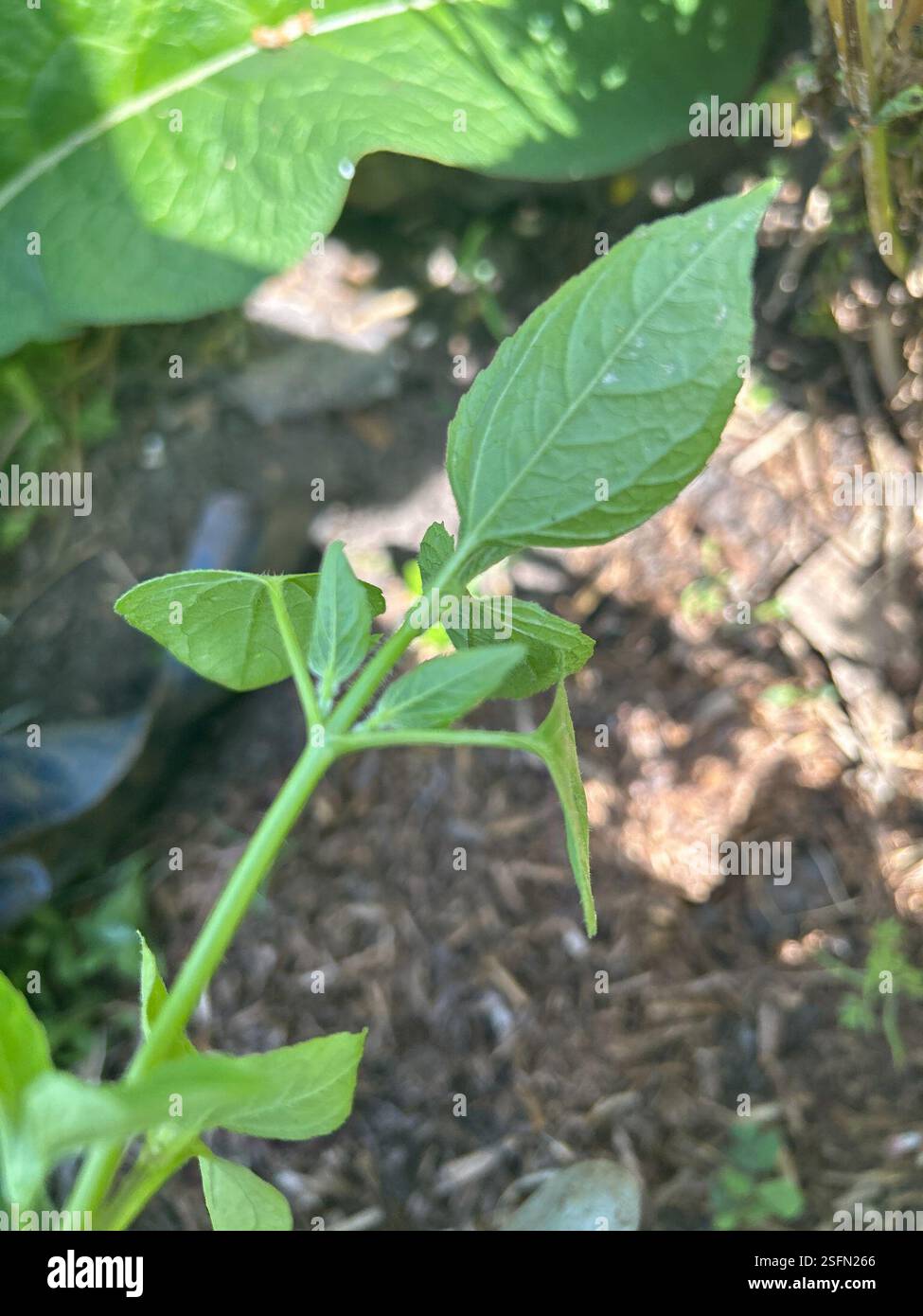 Gallant Soldier (Galinsoga parviflora), Plantae, Rawhiti Domain ...
