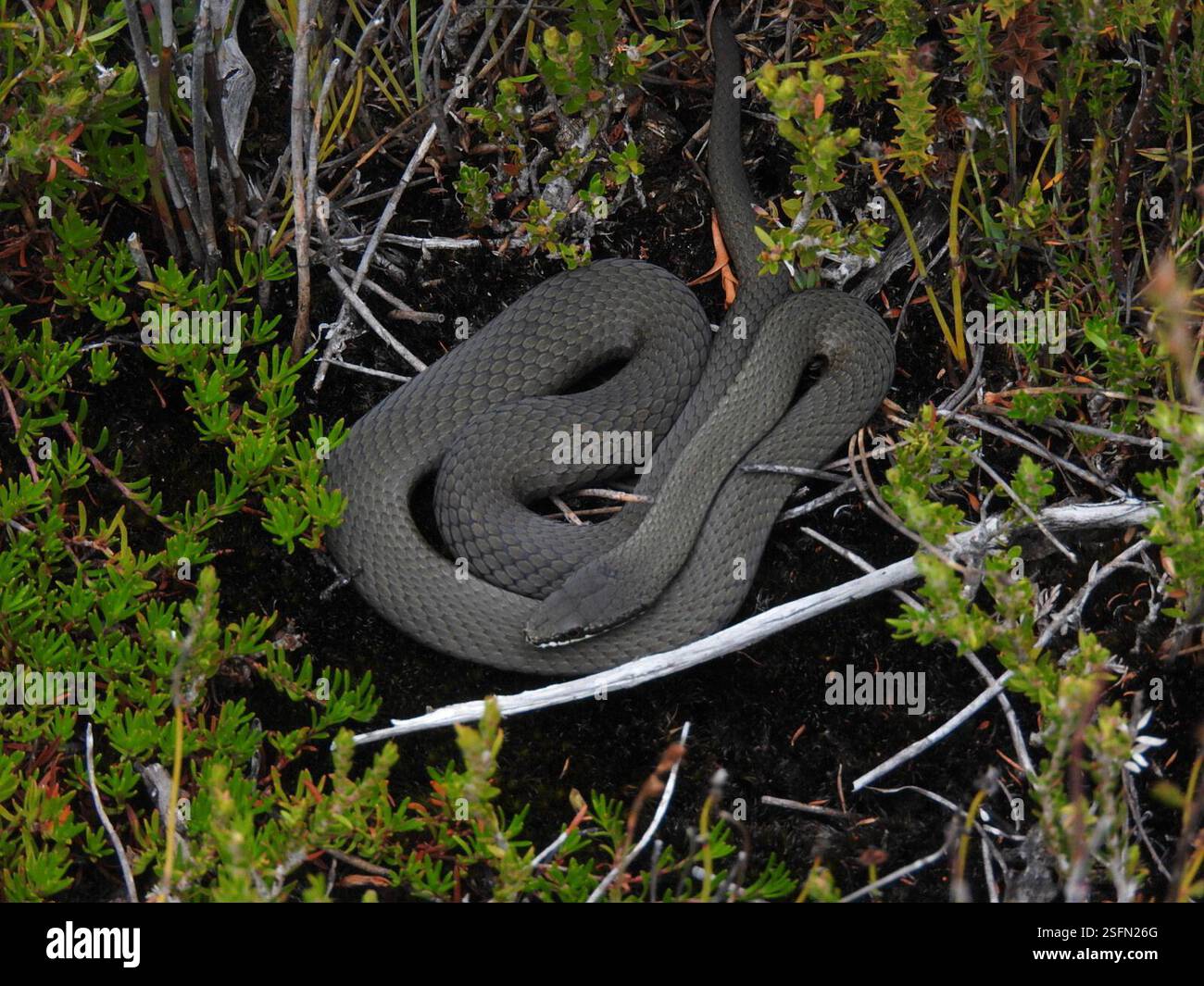White-lipped Snake (Drysdalia coronoides), Reptilia, Tasmania ...