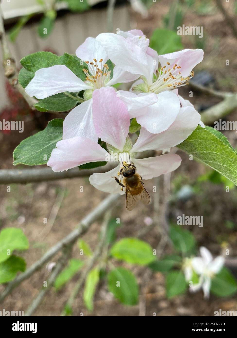 Western Honey Bee (Apis mellifera), Insecta, Emily's Dr, East Dublin ...