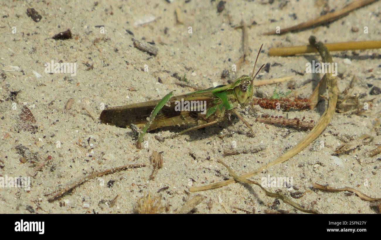 Slender Green-winged Grasshopper (Aiolopus thalassinus), Insecta, Краби ...