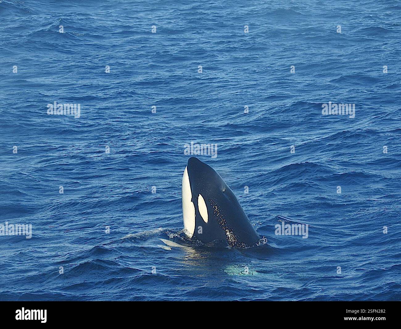 Orca (Orcinus orca), Mammalia, Bremer Bay WA 6338, Australia Stock ...