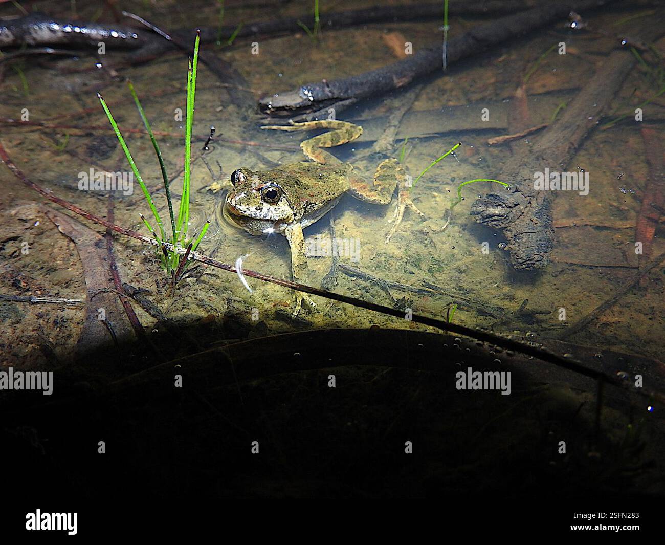 Common Eastern Froglet (Crinia signifera), Amphibia, Hobart TAS ...