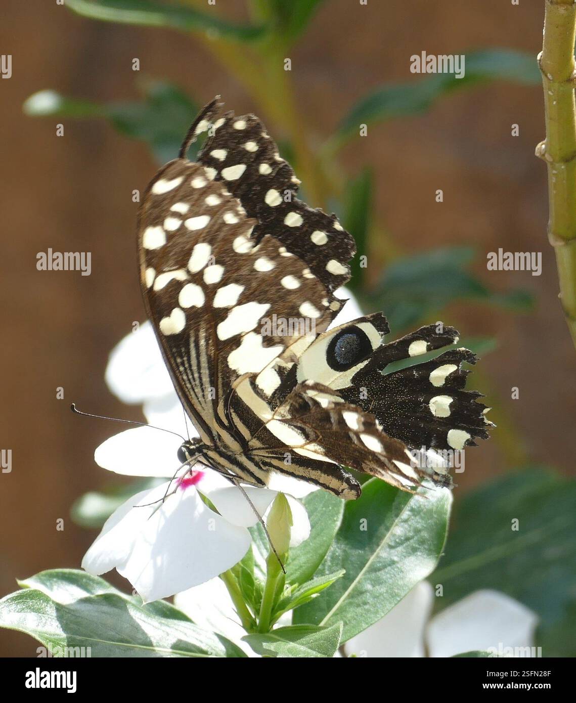 Citrus Swallowtail (Papilio demodocus), Insecta, Santo Antão, Cape ...