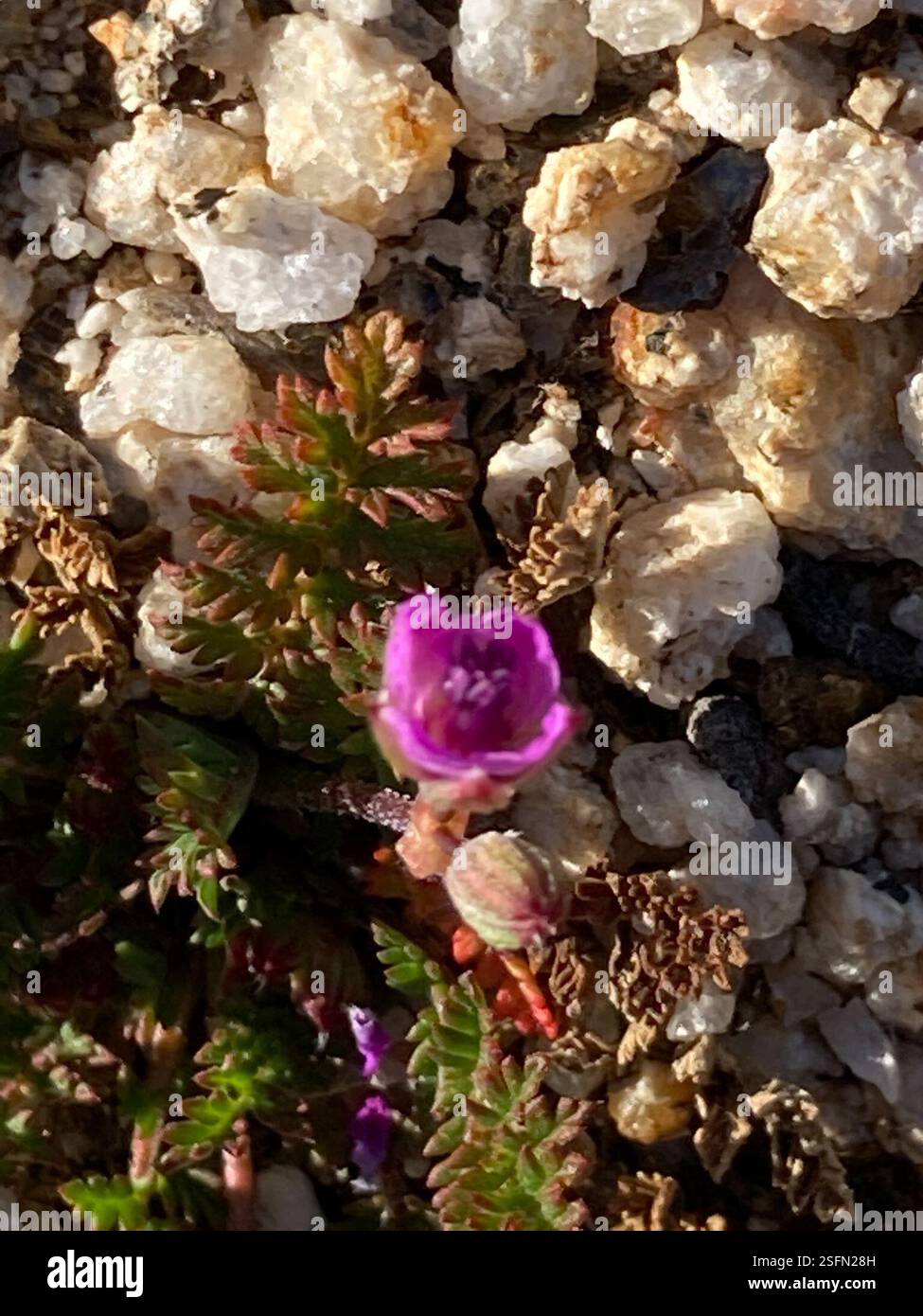 Redstem Stork's-bill (Erodium cicutarium), Plantae, Boulevard, CA, US ...