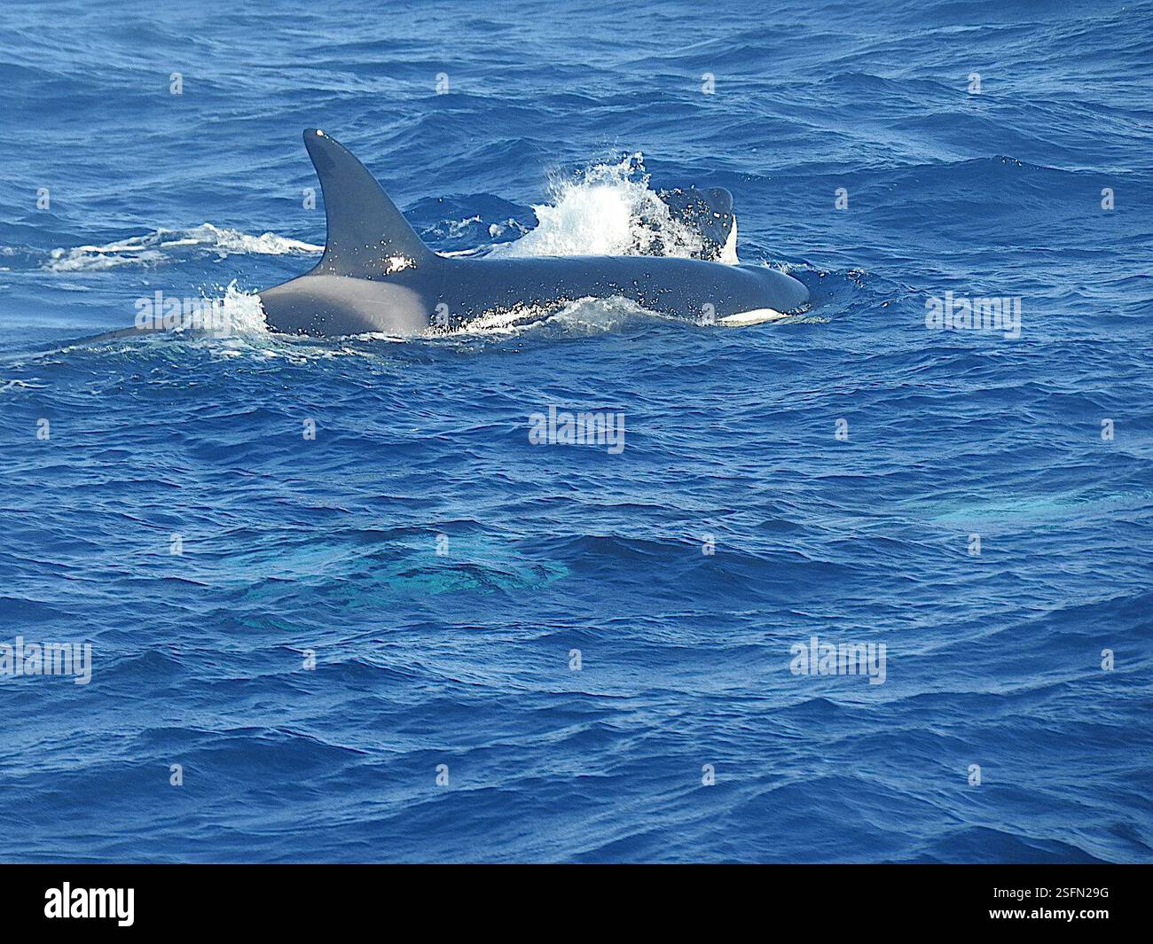 Orca (Orcinus orca), Mammalia, Bremer Bay WA 6338, Australia Stock ...