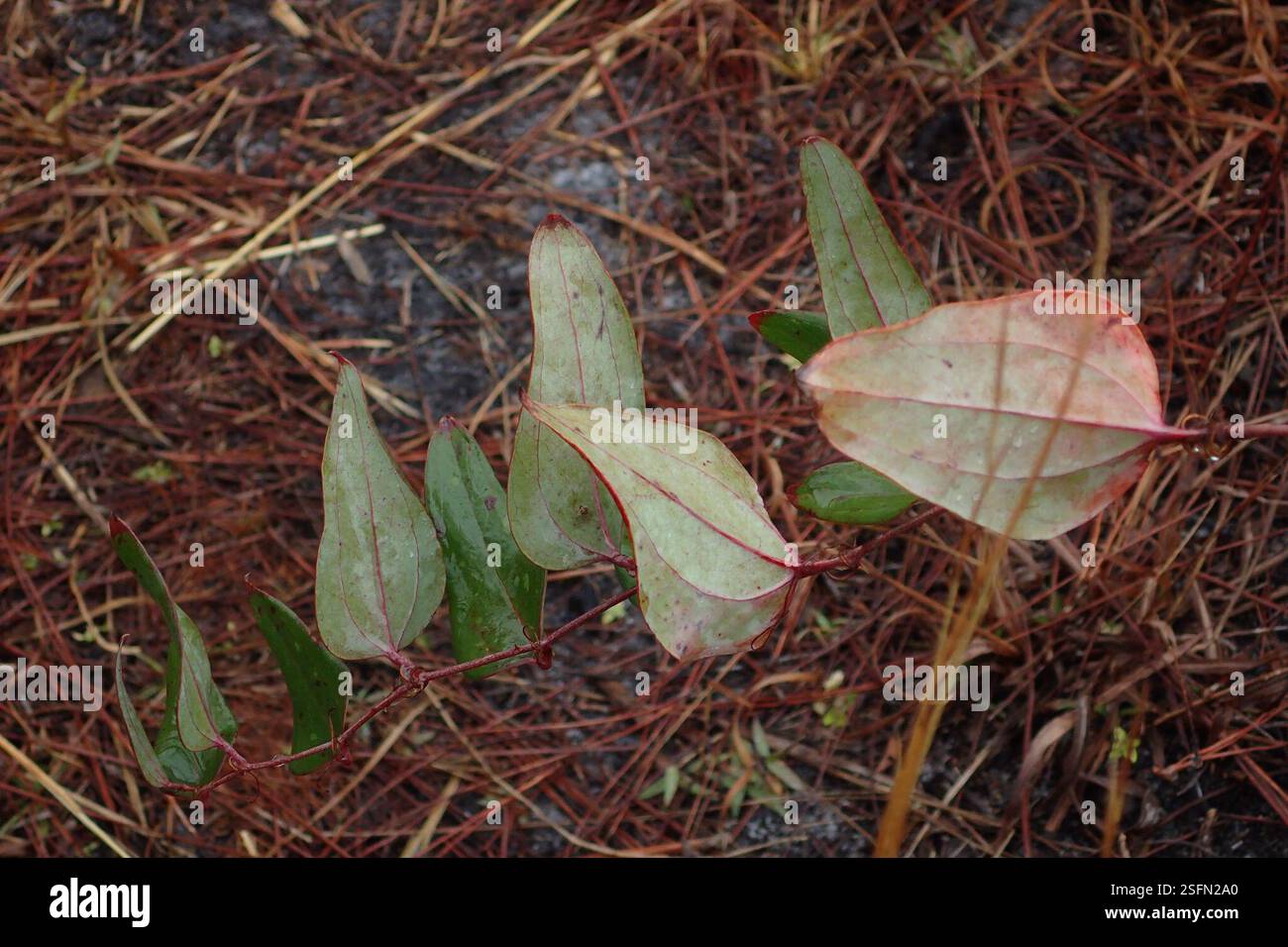 sawbrier (Smilax glauca), Plantae, Pasco, Florida, United States Stock ...