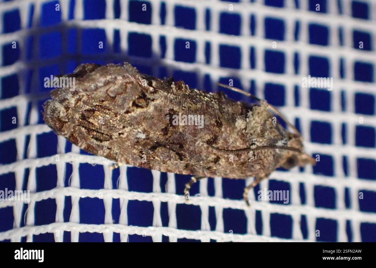 False Codling Moth (Thaumatotibia leucotreta), Insecta, Santo Antão ...