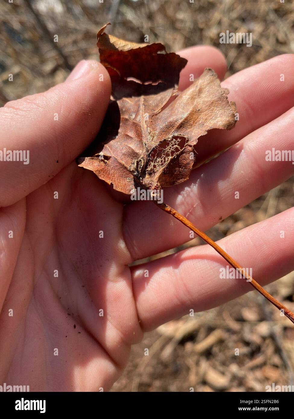 Poplar Leaf-stem Gall Aphids (Pemphigus), Insecta, Gooseberry Falls ...