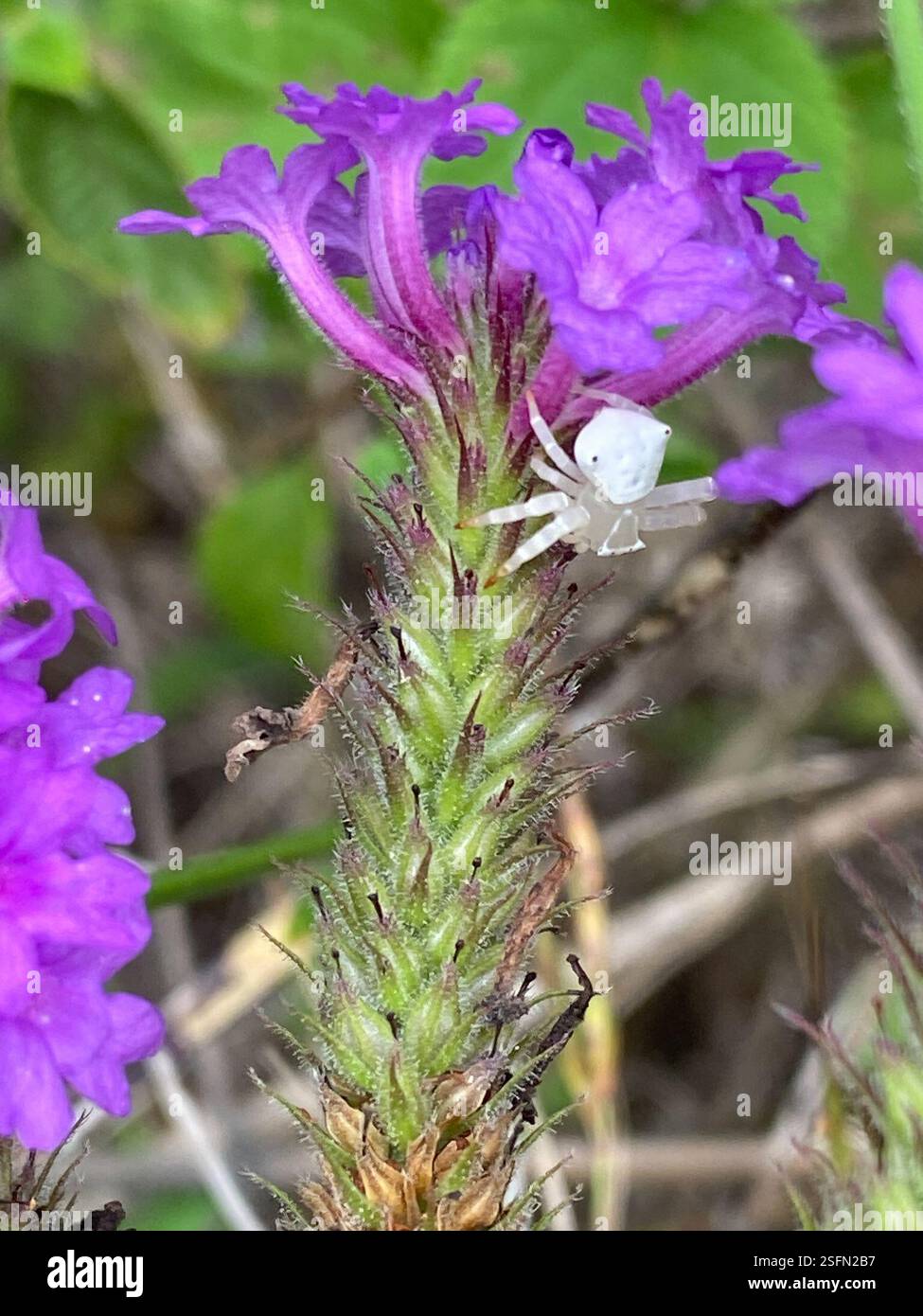 Spectacular Crab Spider (Thomisus spectabilis), Arachnida, Southeast ...
