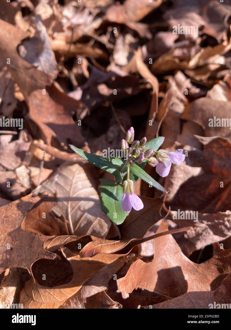 Purple Cress (Cardamine douglassii), Plantae, Trafalgar, IN, US Stock ...
